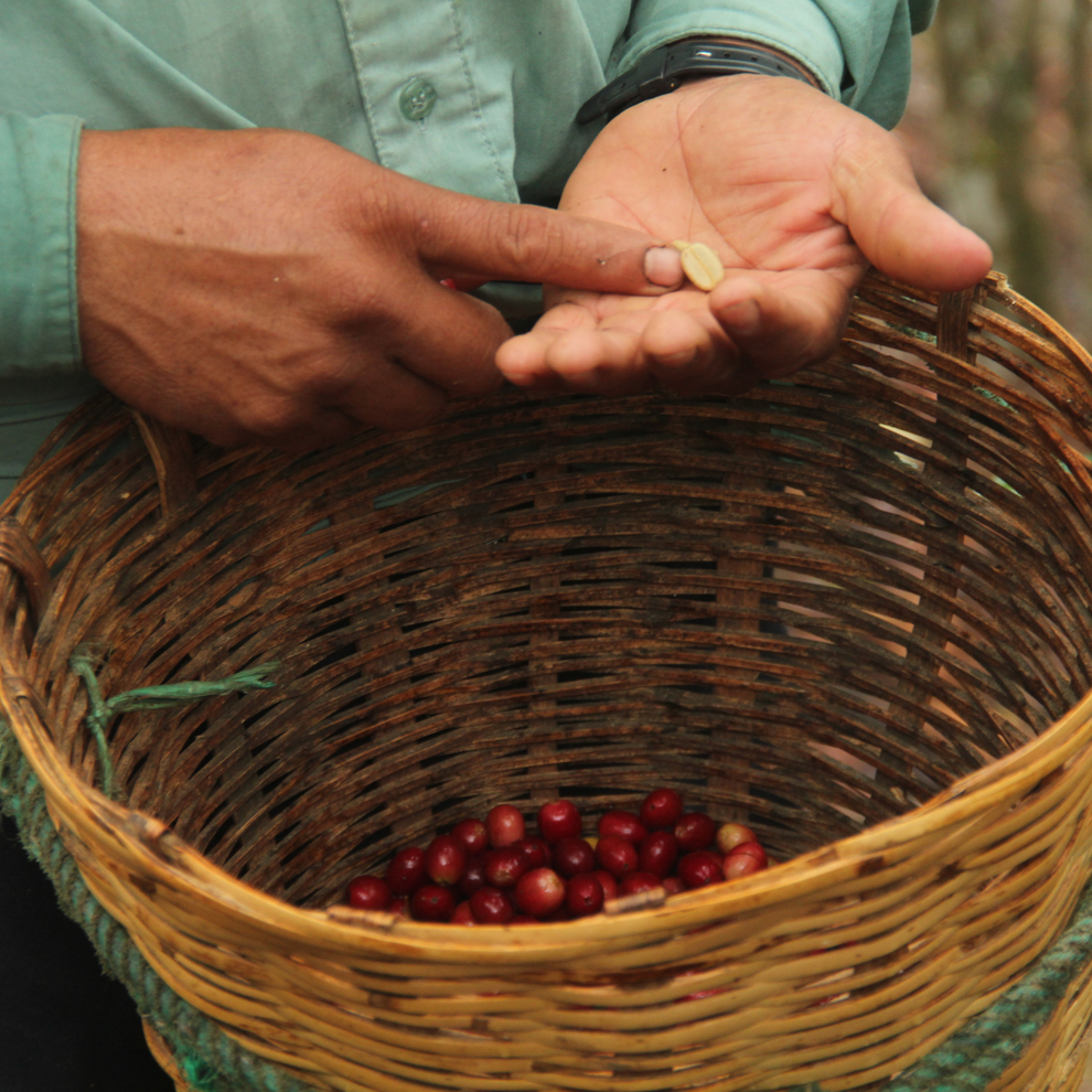 SCA Introduction to Coffee – HGC Learning Lab